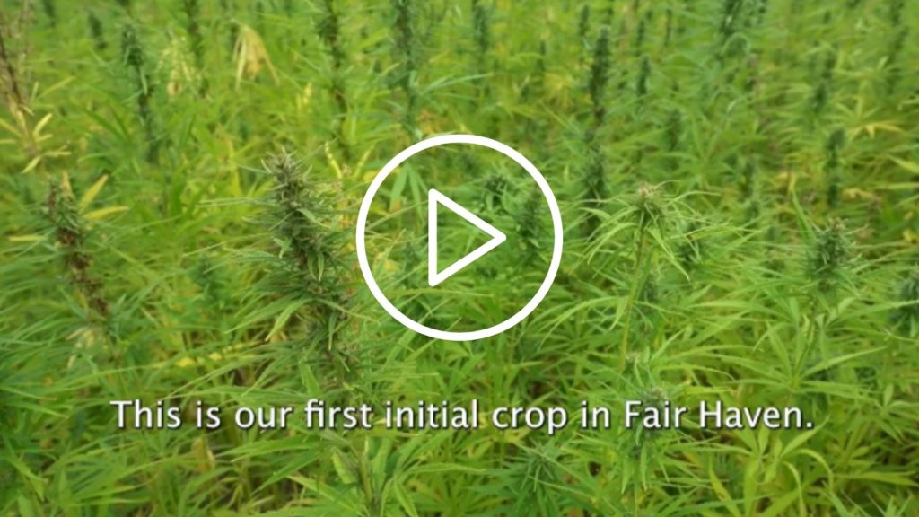 Harvesting Hemp in Fair Haven, Vermont